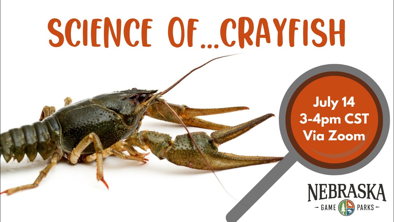 Science of...Crayfish - YouTube