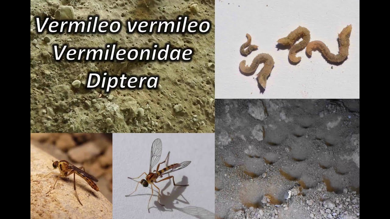 Ecology and life cycle of wormlions (Vermileo vermileo) - YouTube