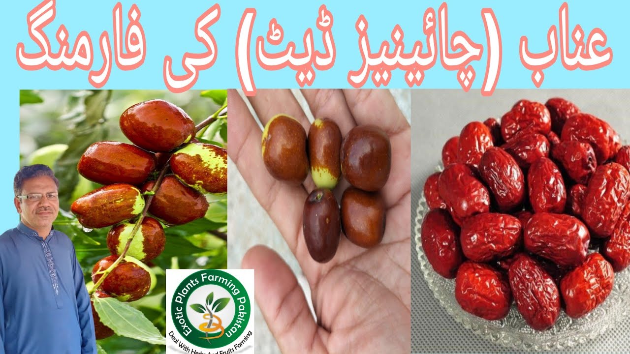 unnab (Chinese date) fruit farming | Chinese date farming in Pakistan ...