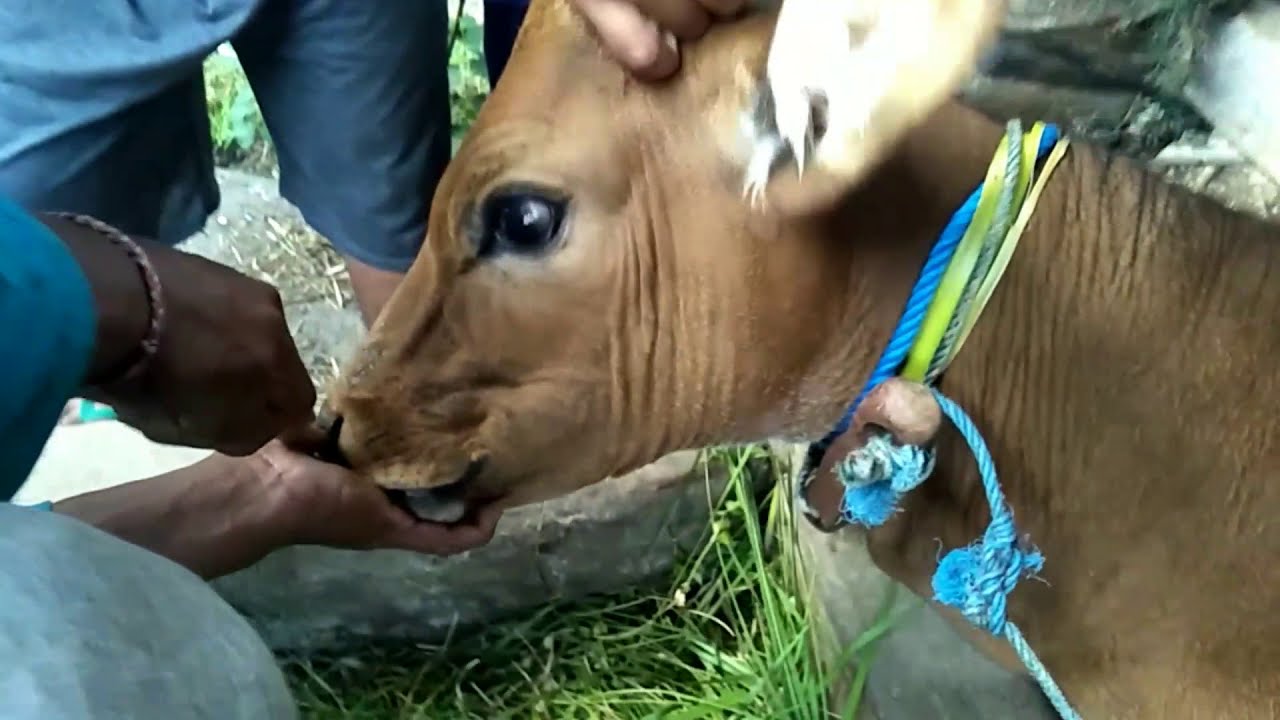 Nusuk hidung sapi pakek bambu runcing || sapinya auto ngamuk - YouTube