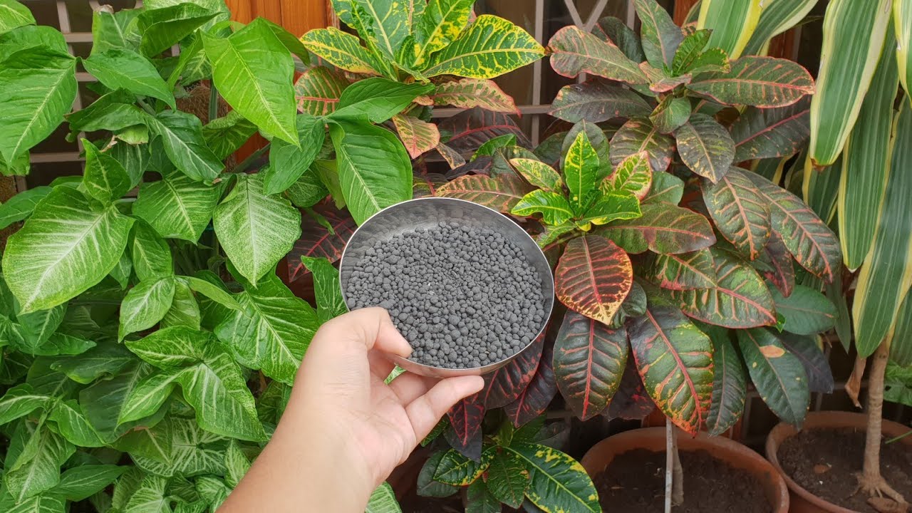 What is DAP? || Uses of DAP in Garden || Fun Gardening - YouTube