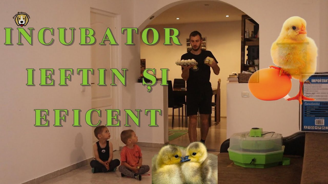 Ouă la incubat / CE RECOMAND EU / - YouTube