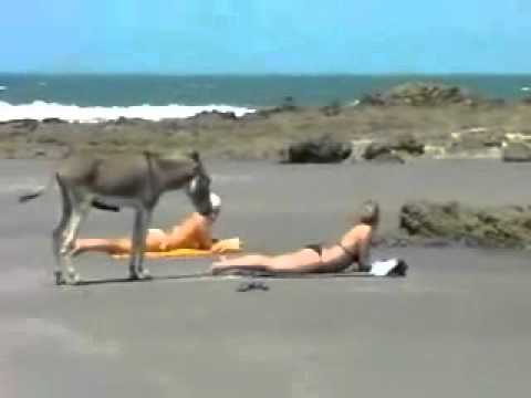 Horny donkey