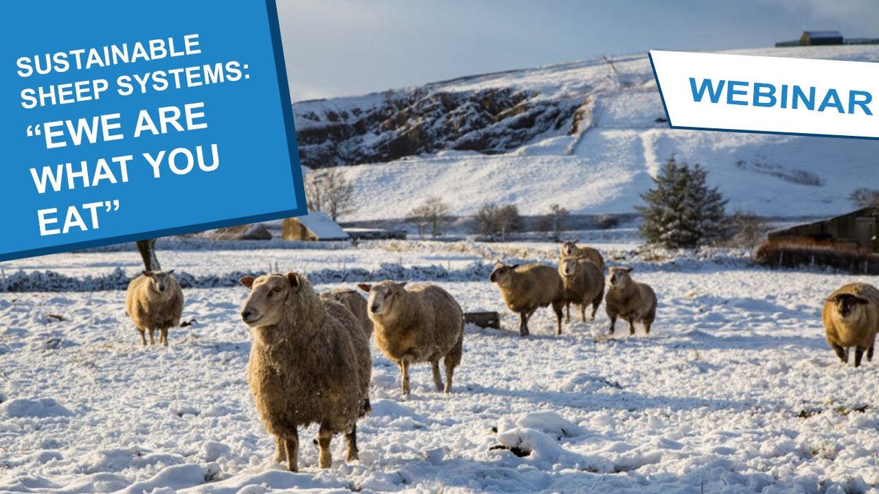 Sustainable Sheep Systems “Ewe are what ewe eat” - YouTube