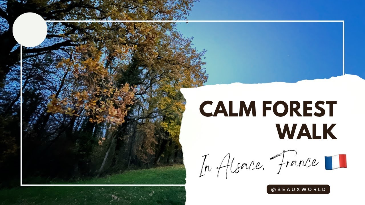 Beautiful Autumn in France 🇫🇷 - Calm Forest Walk in Alsace before ...