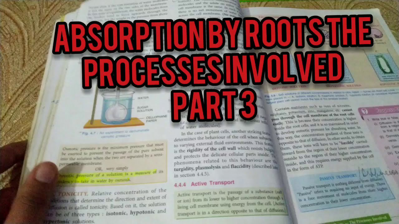 Absorption by root- processes involved part 3 class 10th icse explained ...