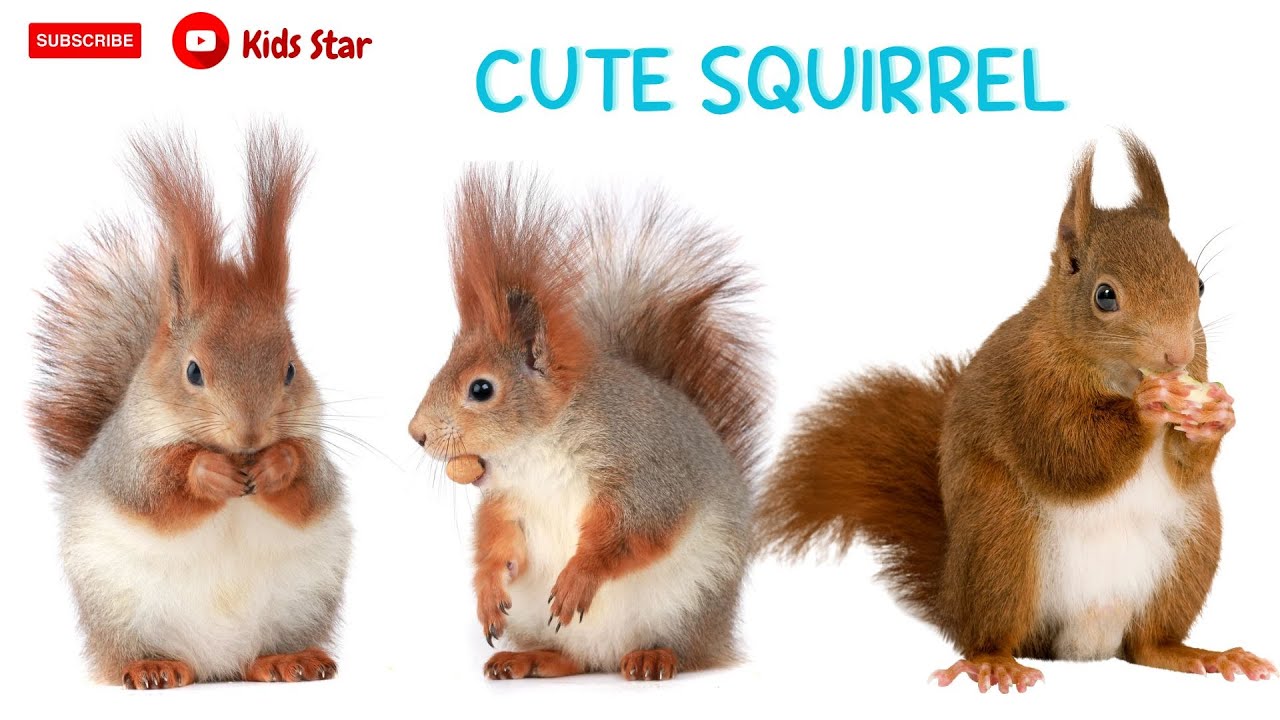 CUTE SQUIRREL - KUMPULAN TUPAI LUCU | HEWAN LUCU | BINATANG LUCU | CUTE ...