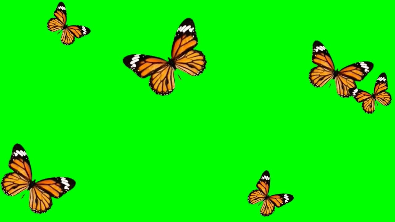 🦋🦋 SPECTACULAR BUTTERFLIES 🦋🦋 Frame 💯| #greenscreen effects - chroma ...
