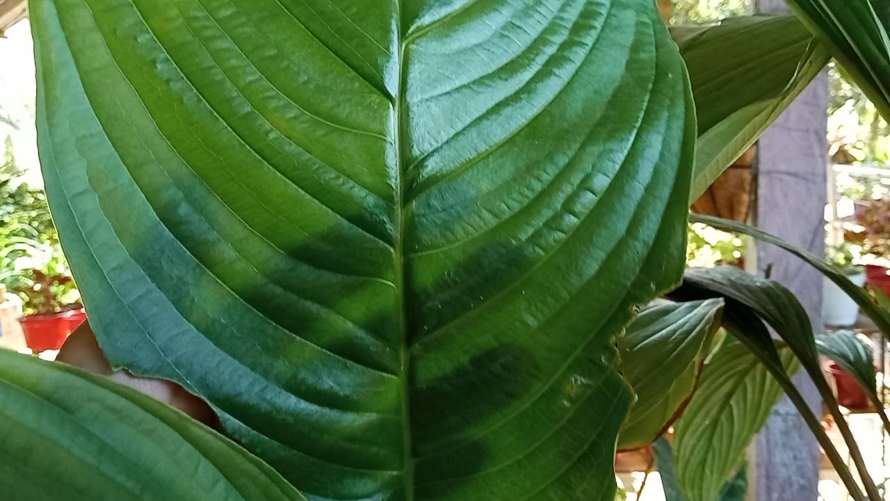 Viral Bunga Kelawar (tacca chantier) unik - YouTube