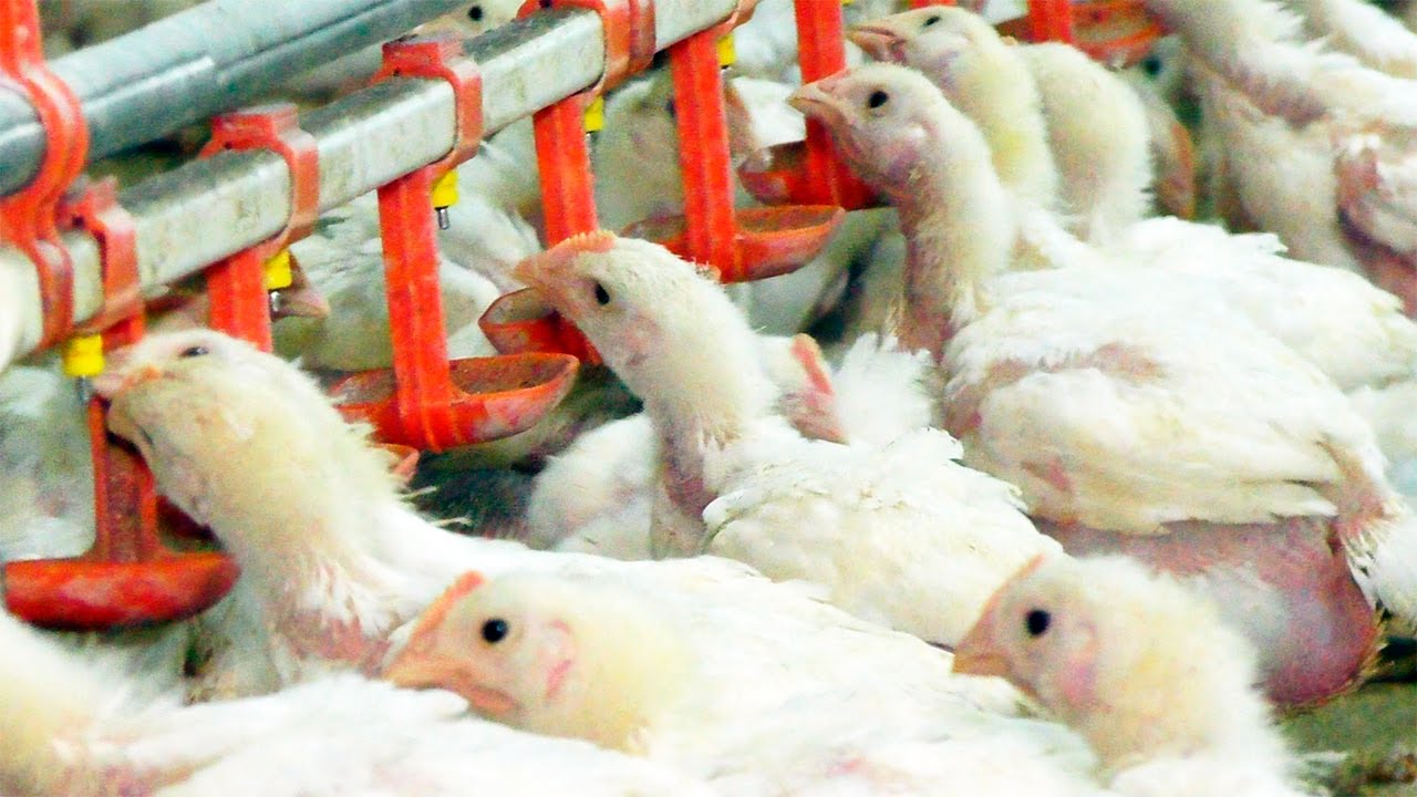 Inside the Poultry Farm. Exploring Chick Technology 🐔🔬 - YouTube