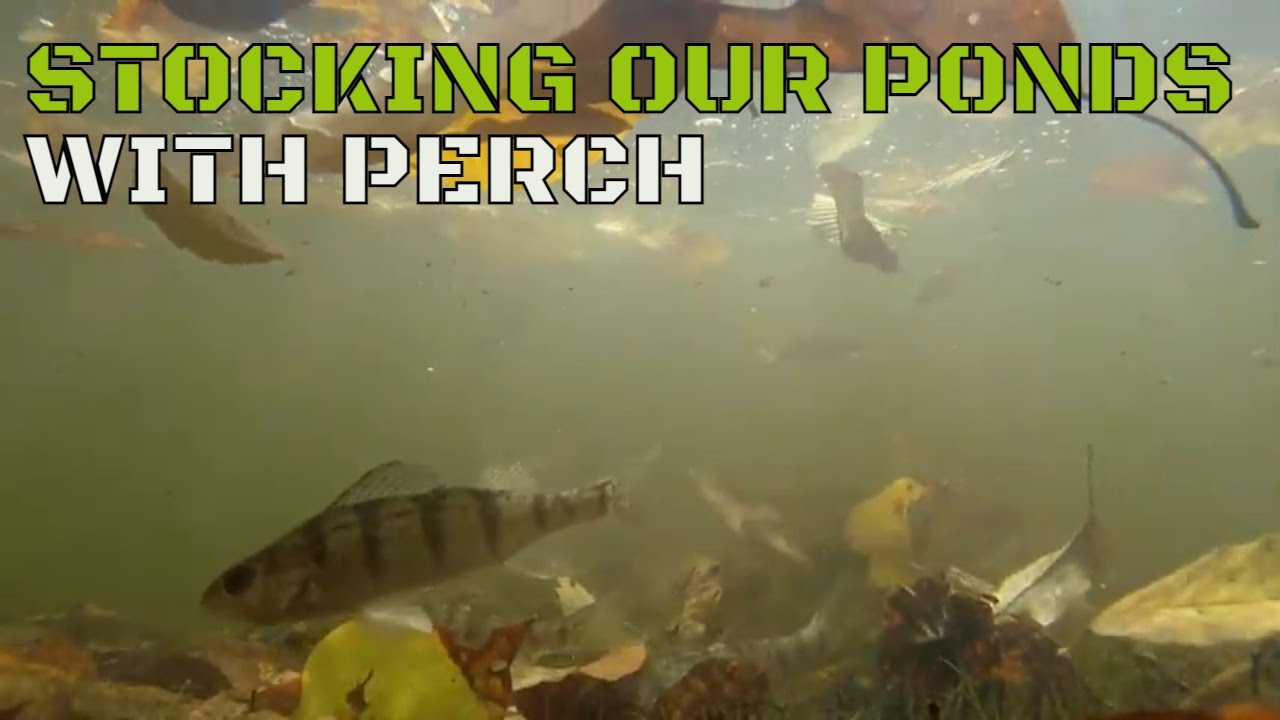 Stocking Perch In Backyard Pond - YouTube