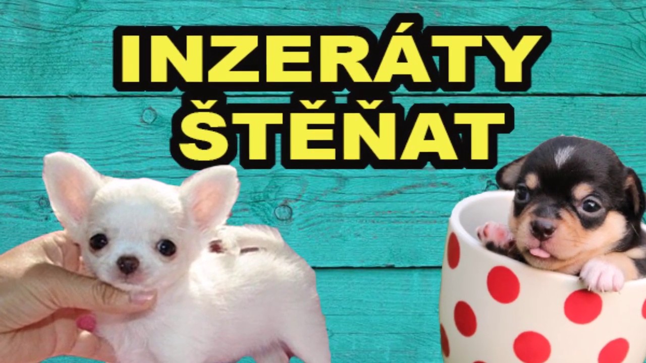 Inzeráty štěňat z množíren. - YouTube