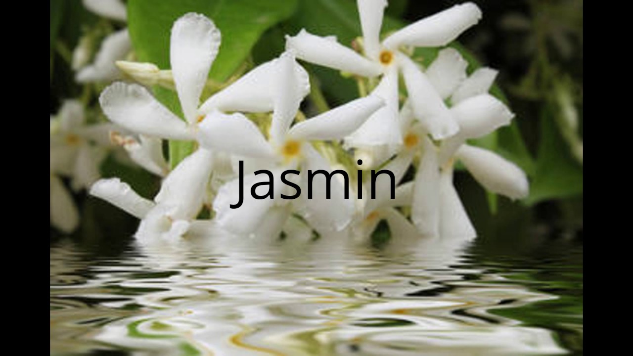 Les fleurs et leurs noms - YouTube