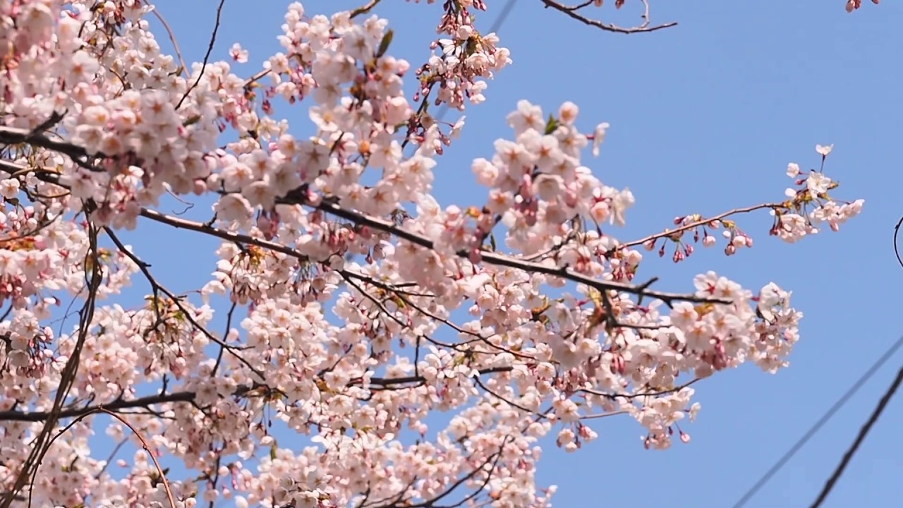 Sakura in Sapporo during Spring - YouTube