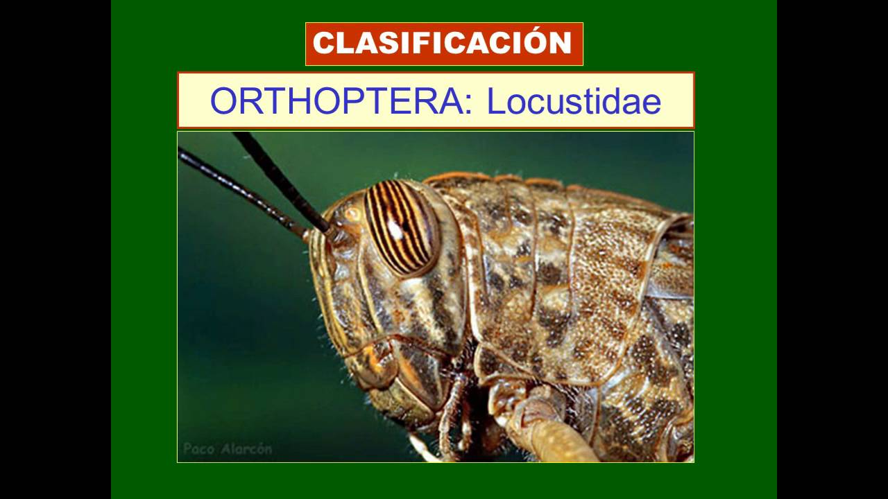Sistematica de Insectos. Orthoptera - YouTube
