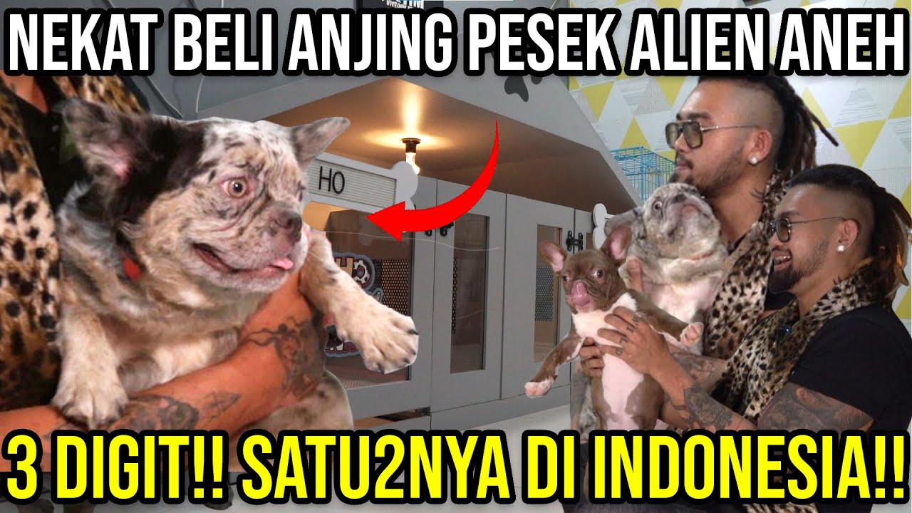 SATU2NYA DI INDONESIA!! ANJING PESEK ALIEN GAJELAS 300 JUTA GHO KENNEL ...