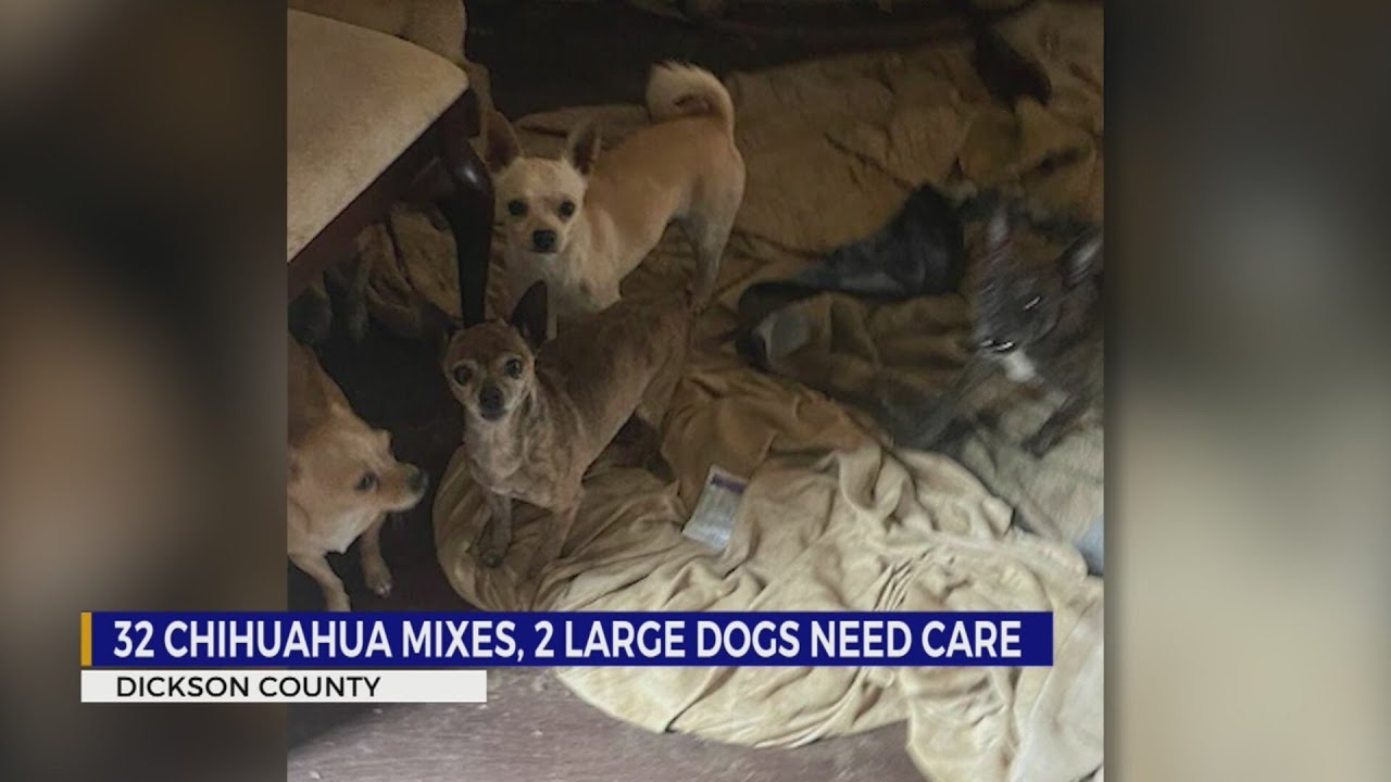 32 Chihuahua mixes, 2 large dogs found in Dickson County need care ...