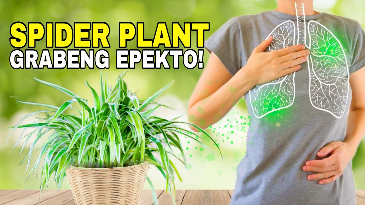 SPIDER PLANT MAY GAMOT SA KALUSUGAN - Spider plant health benefits at ...