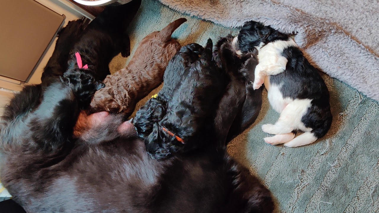 Newfypoo puppies - YouTube