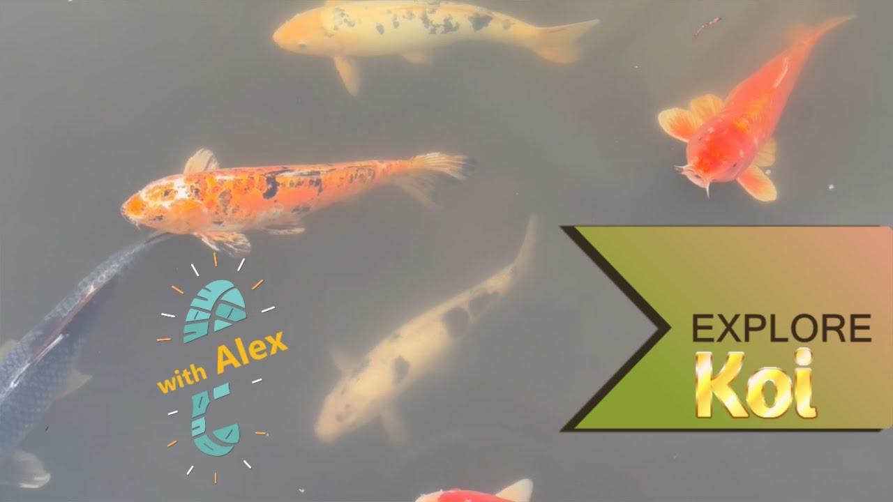 Explore with Alex: Koi - YouTube