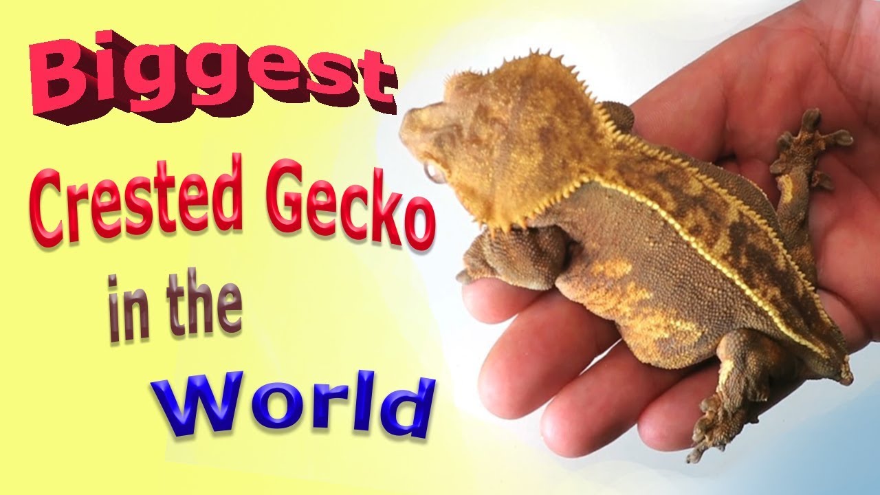 Giant Crested Gecko