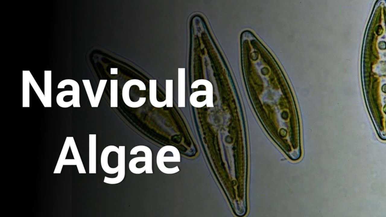Navicula algae || structure, life cycle - YouTube