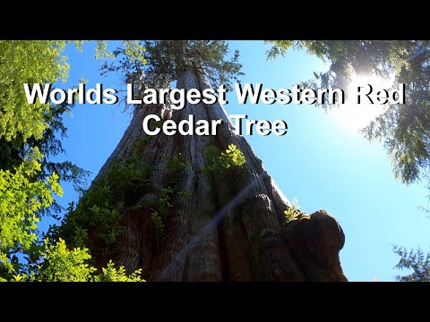 The World's Largest Western Red Cedar Tree! - YouTube