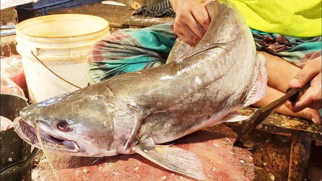 Amazing Fish In Bangladesh | 5kg Giant Wallago Attu Boal Fish Cutting ...