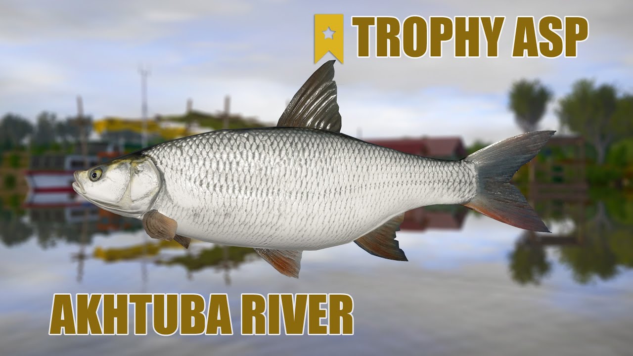Russian Fishing 4 - Akhtuba River, Trophy Asp - YouTube
