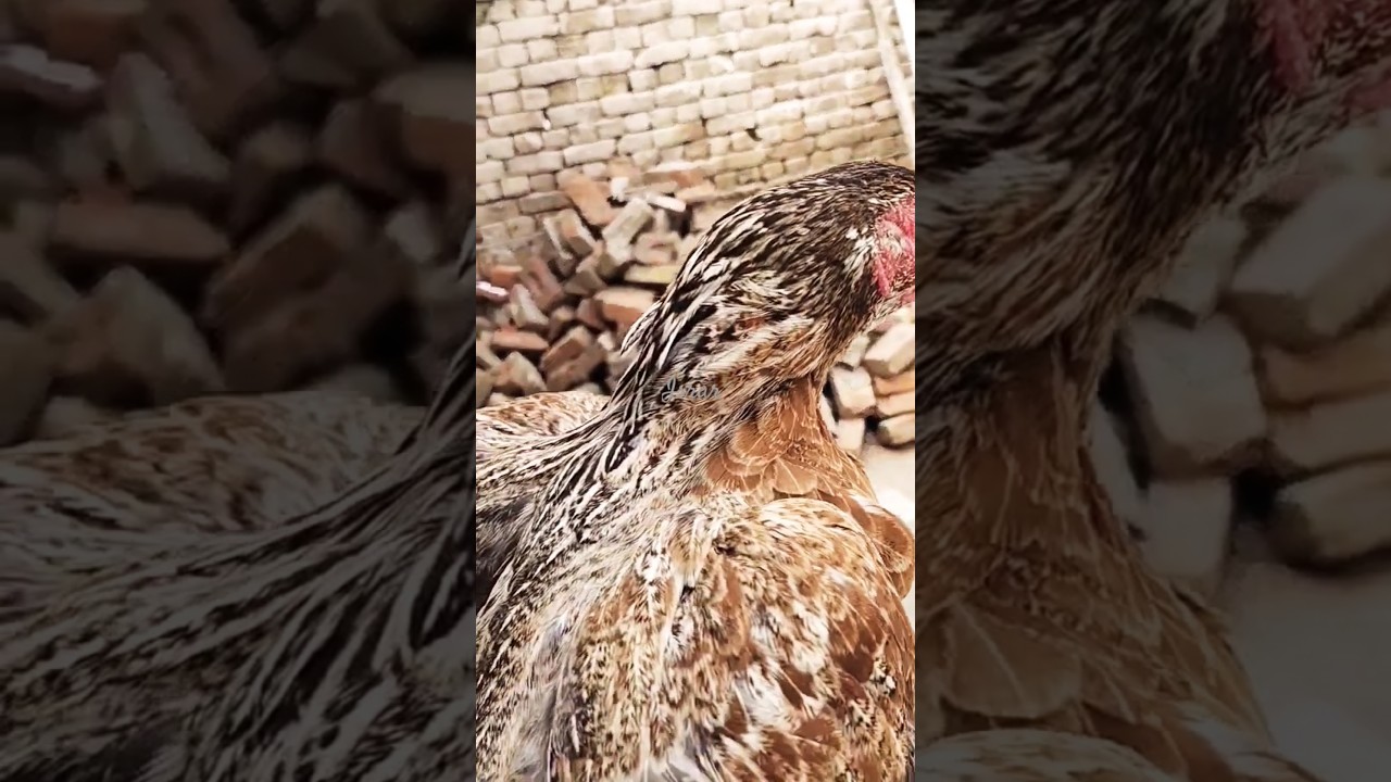 Javi Aseel murghi - YouTube