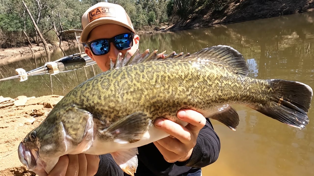 Exciting Land Based Fishing for Murray Cod and Golden Perch - YouTube
