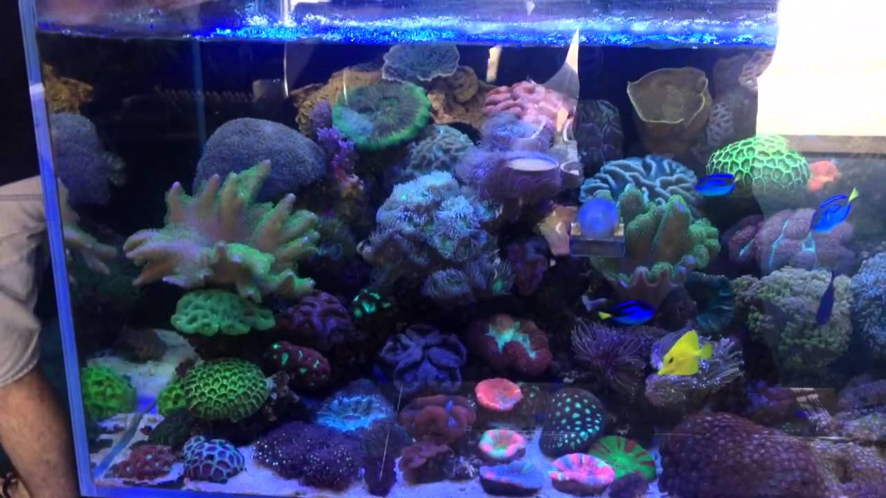 CADE HL1200 Mini Reef Aquarium - YouTube