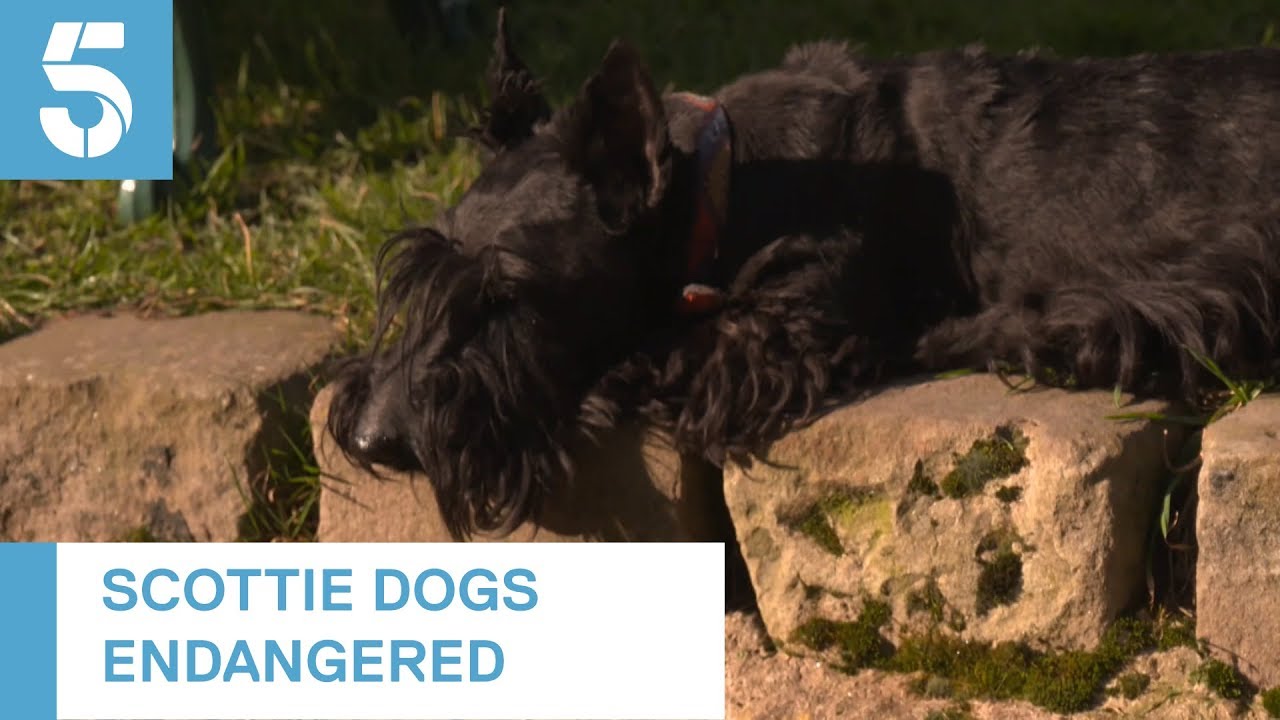 Great Scott! Scottish Terrier one of nine dog breeds at risk | 5 News ...
