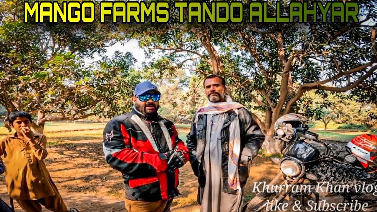 Mango Farms Tando Allahyar Sindh | Moto ride Tando Allahyar on GS150 ...