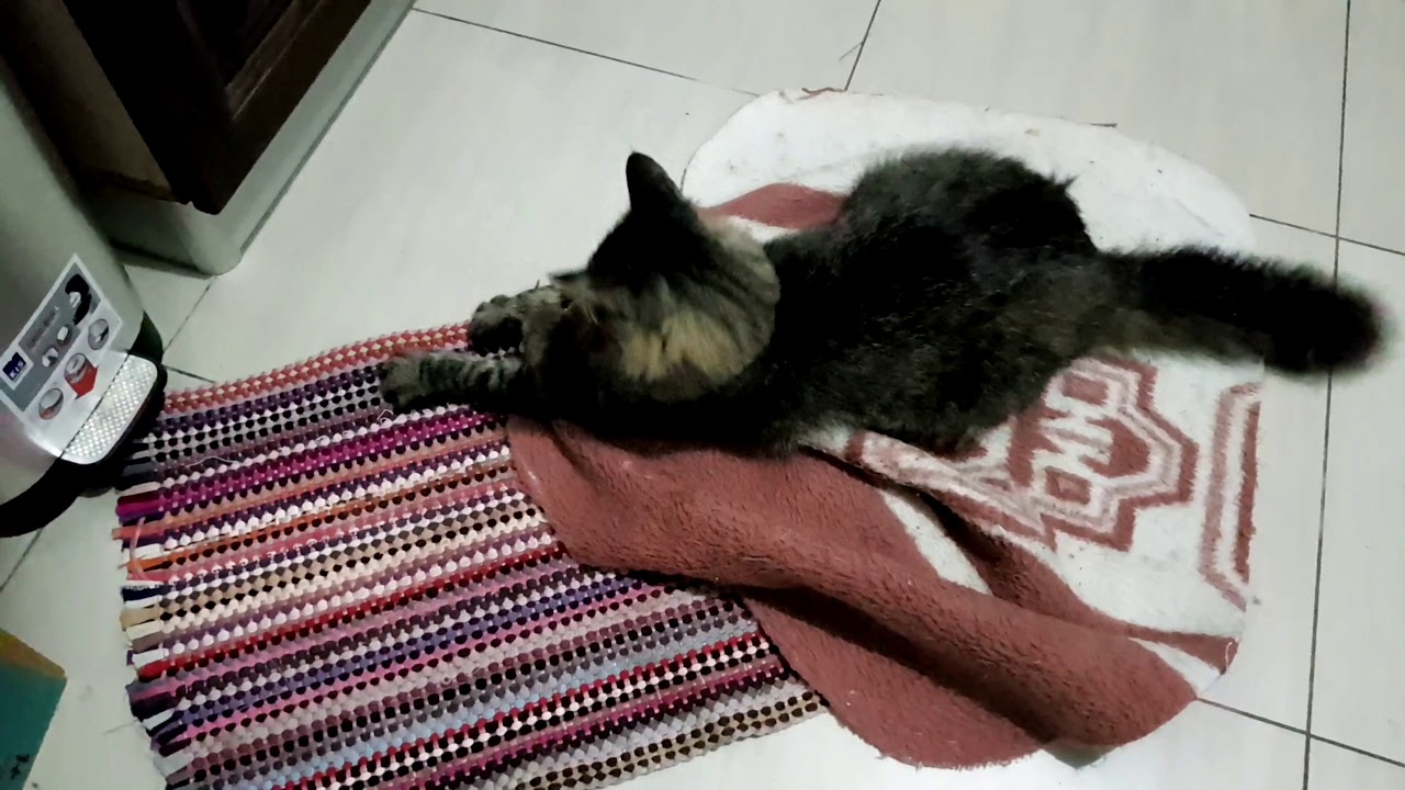 Mouse is still alive in the house(showing off his catch of the day ...