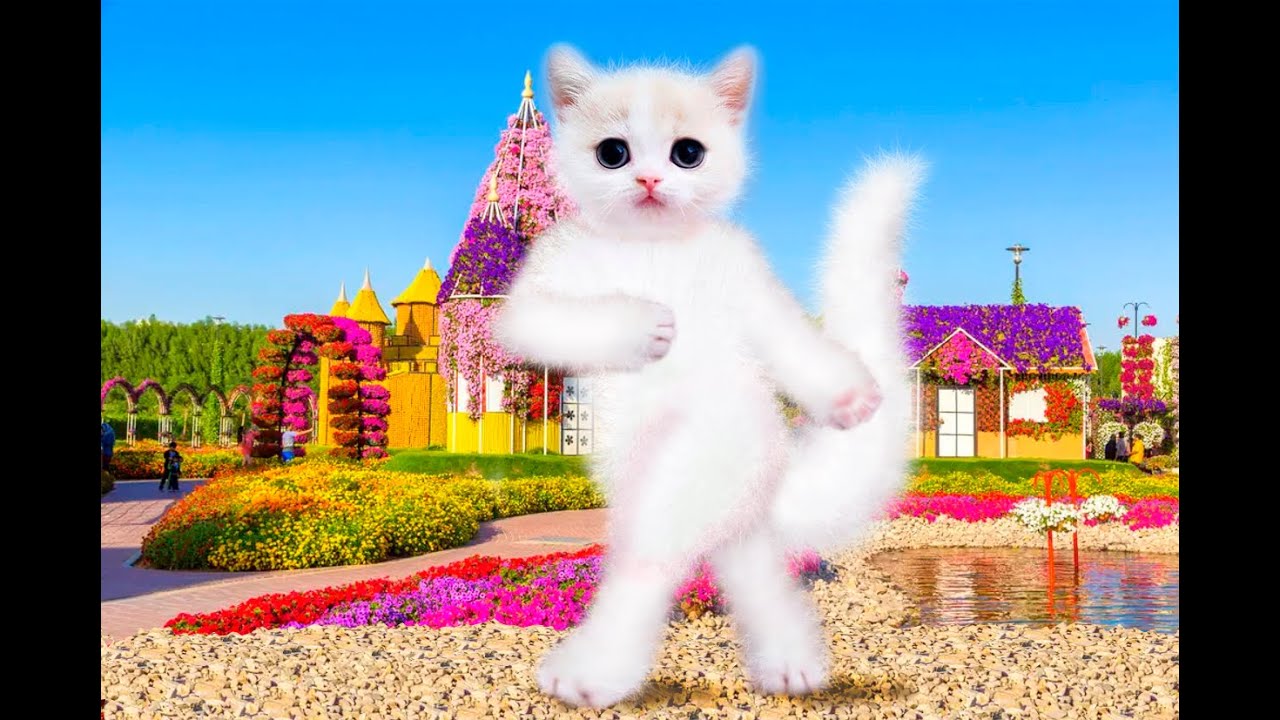 dancing kitty - YouTube