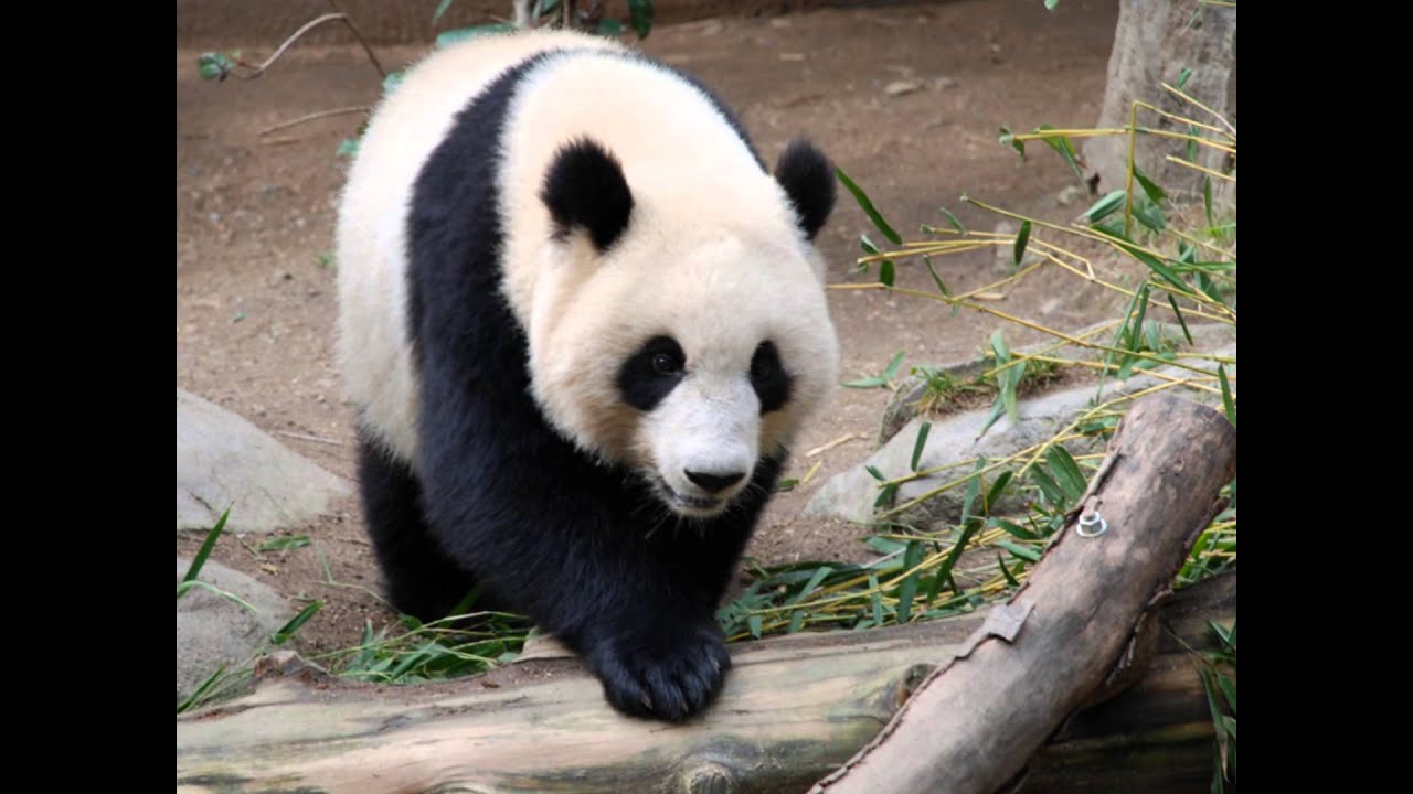 All Information About Pandas