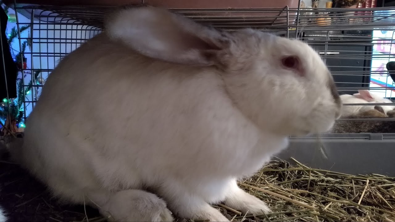 RABBIT BROS 옺 - YouTube