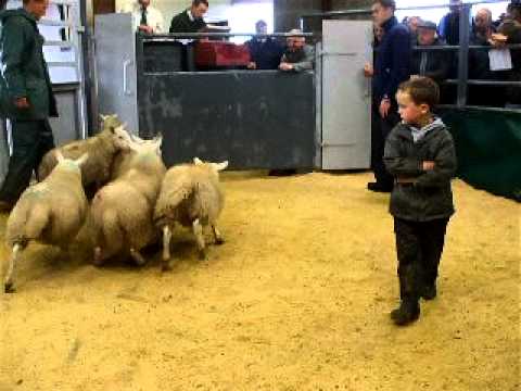Dingwall Mart/ Portree Sale 29/8/11 - YouTube