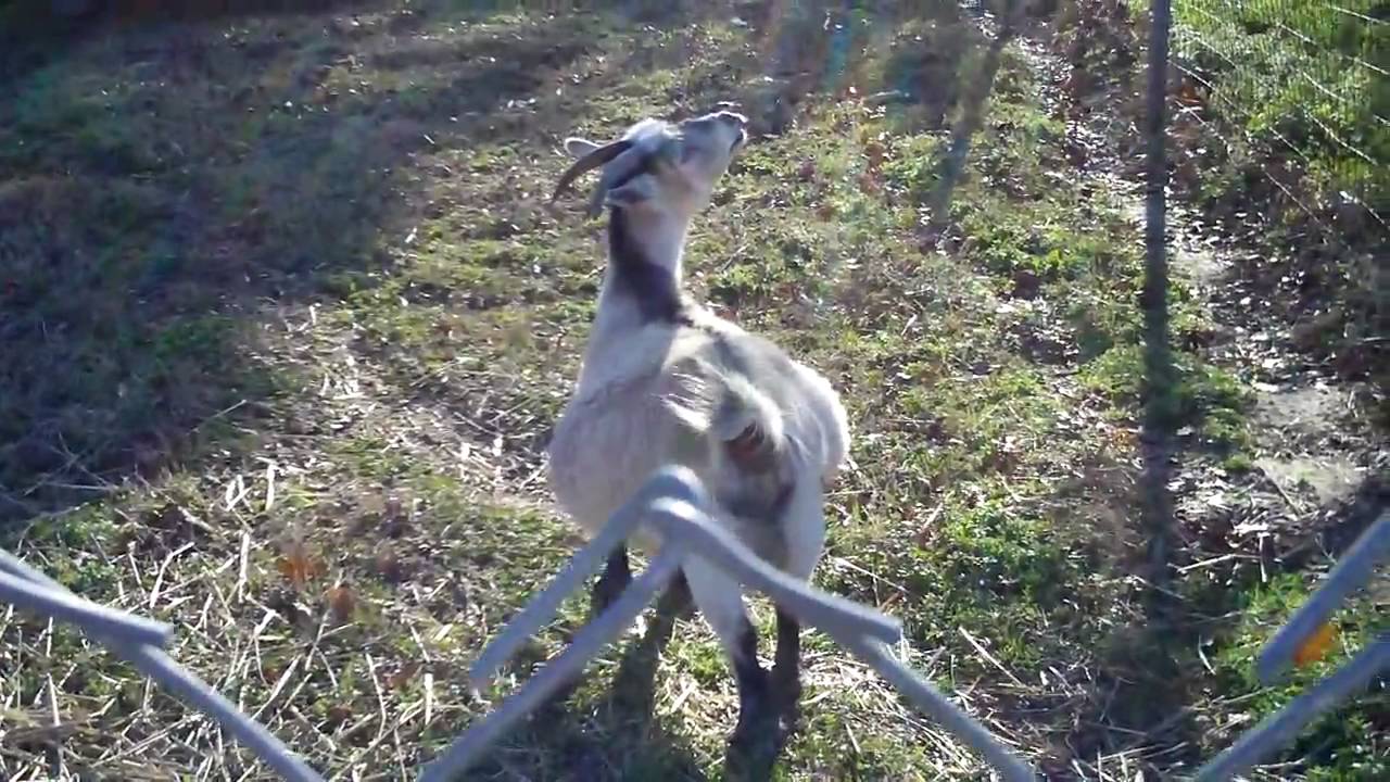 Lucy the pregnant Pygmy goat 2 - YouTube