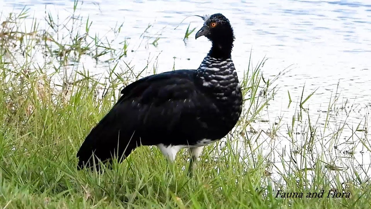 HORNED SCREAMER Sounds (ANHIMA CORNUTA), ANHUMA, INHUMA, Free birds in ...