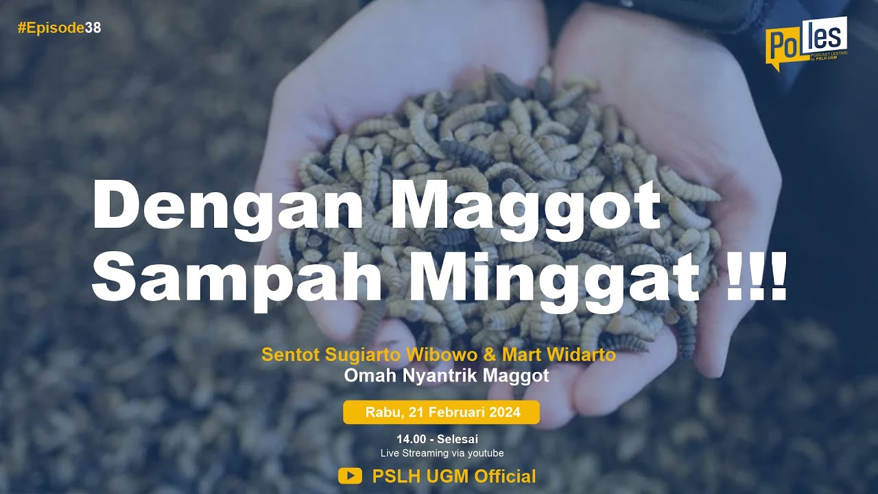 Pengolahan Sampah Organik dengan Budidaya Maggot” - SDGs - YouTube