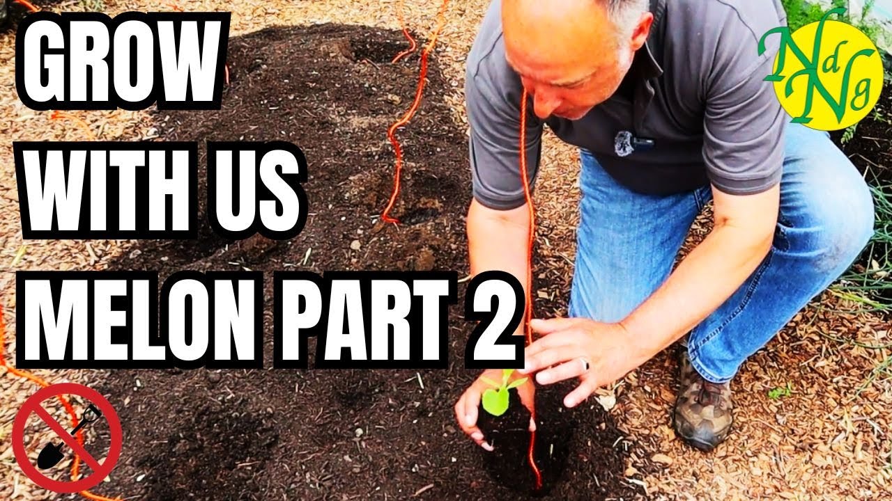 Transform your garden with juicy watermelons || Secret to making melons ...