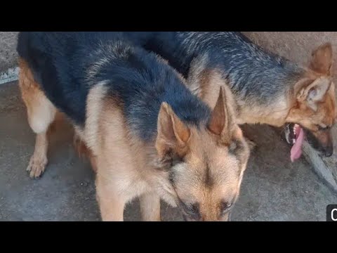 German Shepherd Breeding and Mating Farm - YouTube