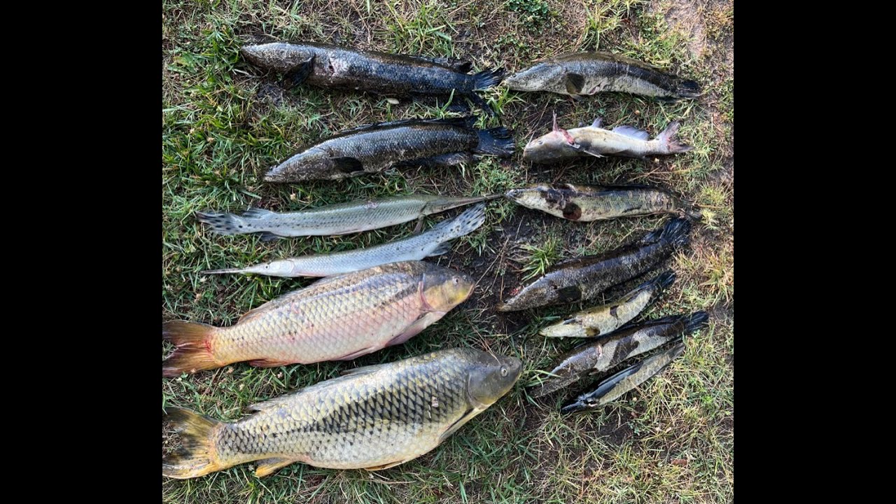 Bow fishing Snakehead In Virginia - YouTube