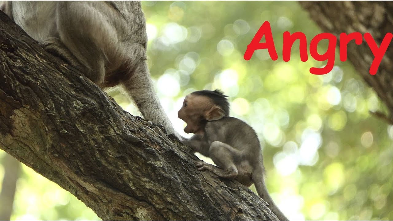 Baby Jinx Cry Angry Seizure Mom Jade Block Deny Milk Feed Reaction ...