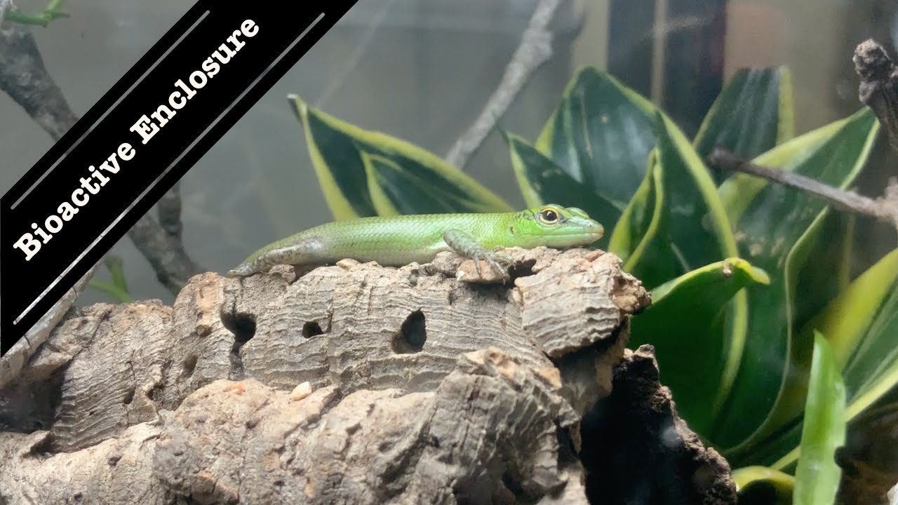 The Basics of a Bioactive Enclosure for Reptiles - YouTube