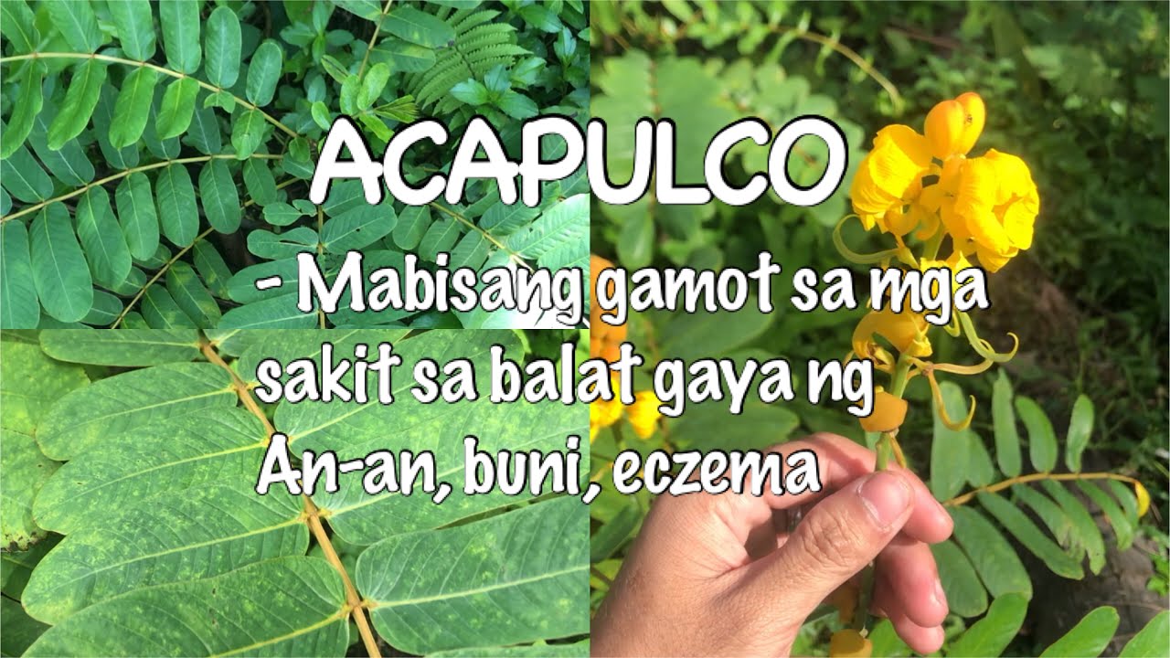ACAPULCO PLANT, Epektibong pang gamot sa mga sakit sa balat gaya ng An ...