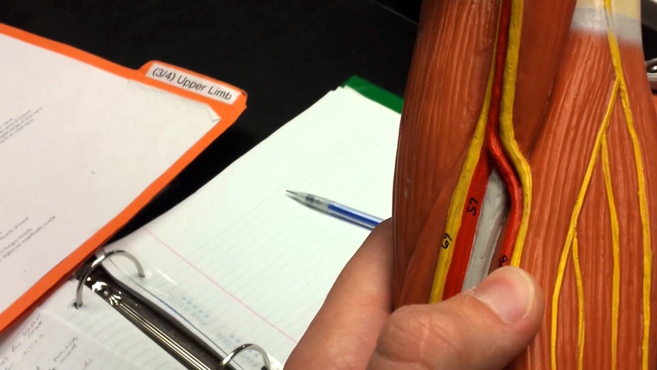 Anatomy and Physiology Arm Muscle Model - YouTube