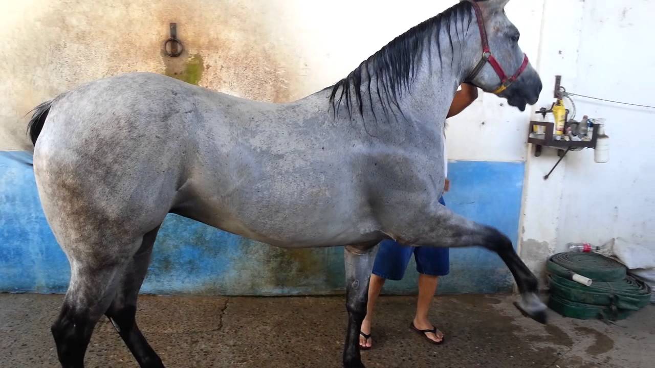 Yegua AZTECA... - YouTube